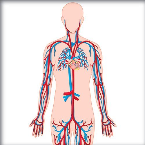Sopa de Letras el Aparato Circulatorio en PDF | Mundo Sopas